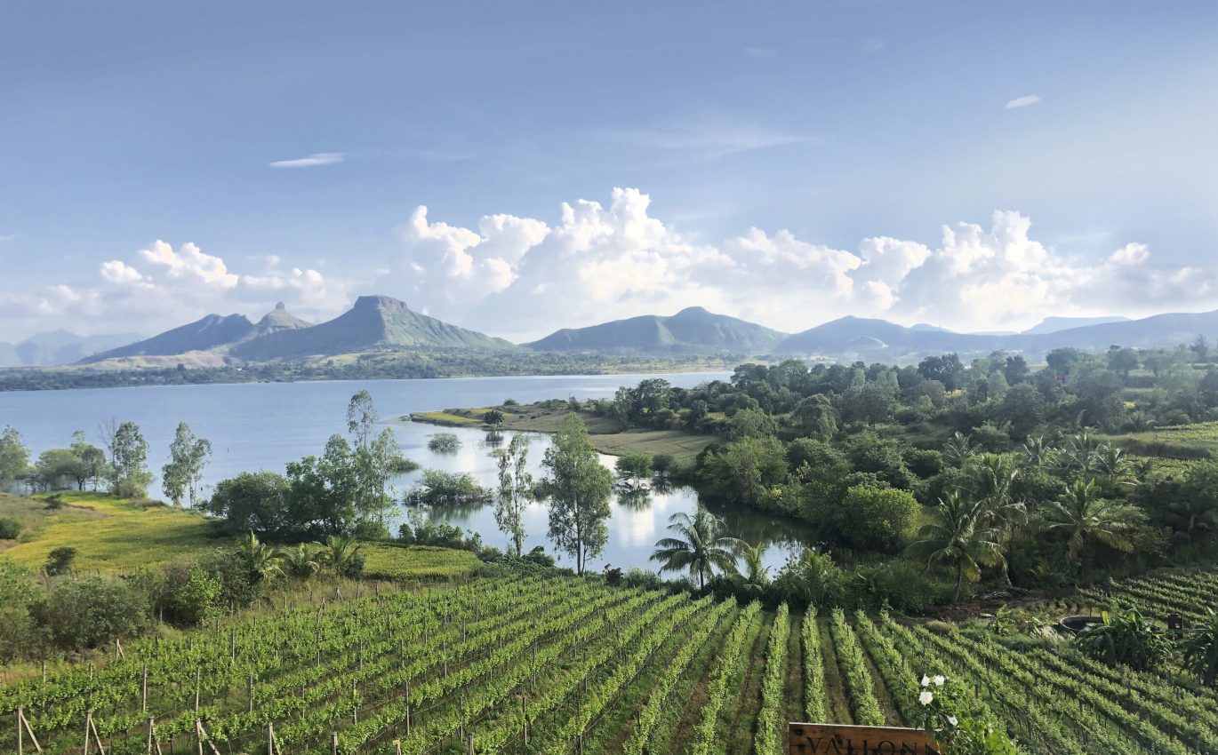 Vallonne Vineyards – Ynorme