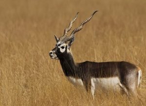 Rehekuri Blackbuck Sanctuary - Ynorme